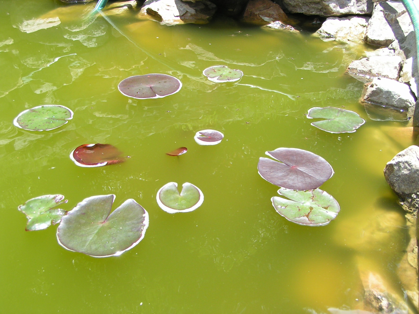 Green Pond Water | Pea Green Pond | Pea Soup Green | Algae Control Products